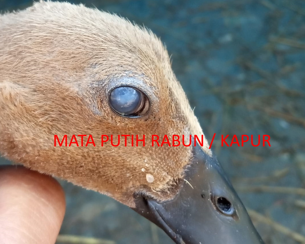 Mata Putih Kapur – Informasi Cv. Sungai Brantas